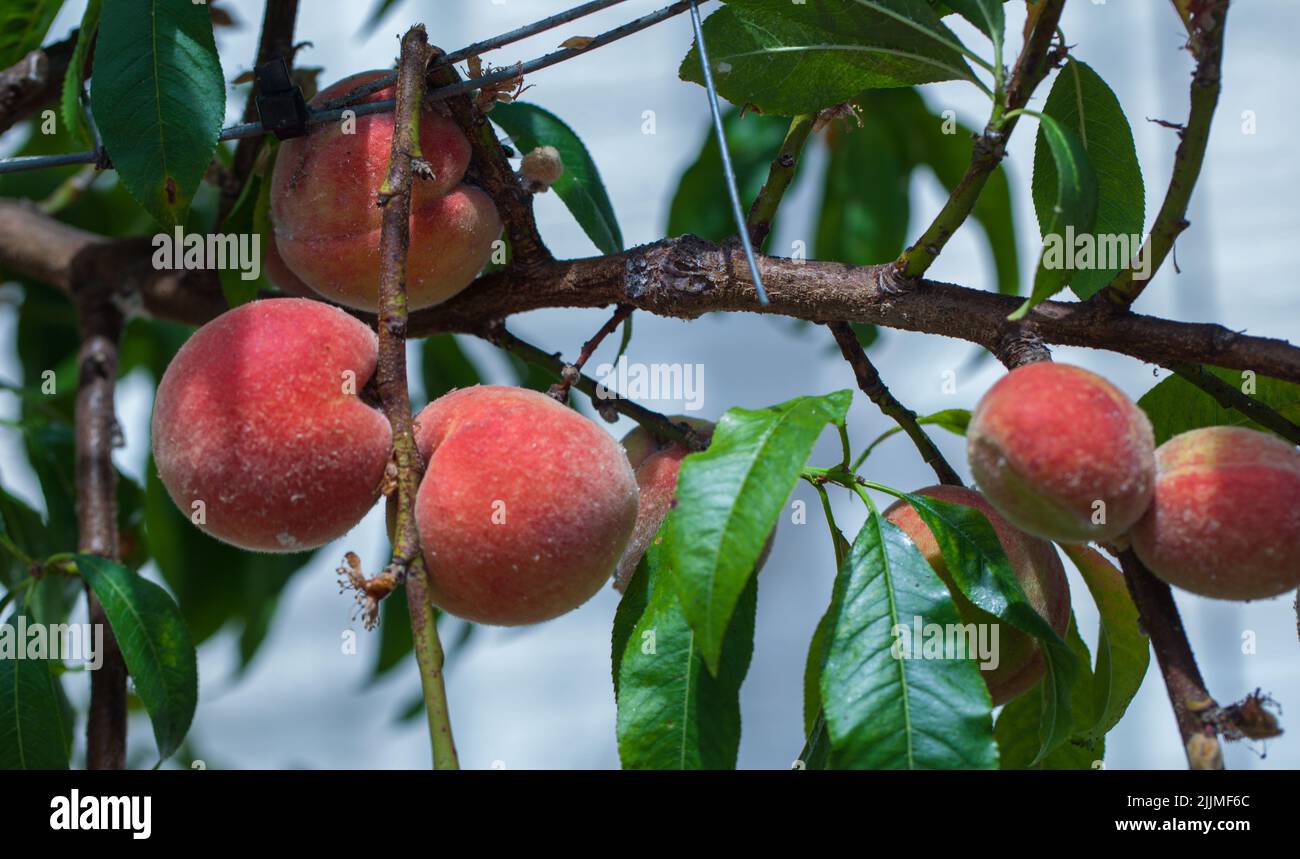 Juicy Fresh Peach Fruits ripening on a tree in a British Fruit Orchard ...