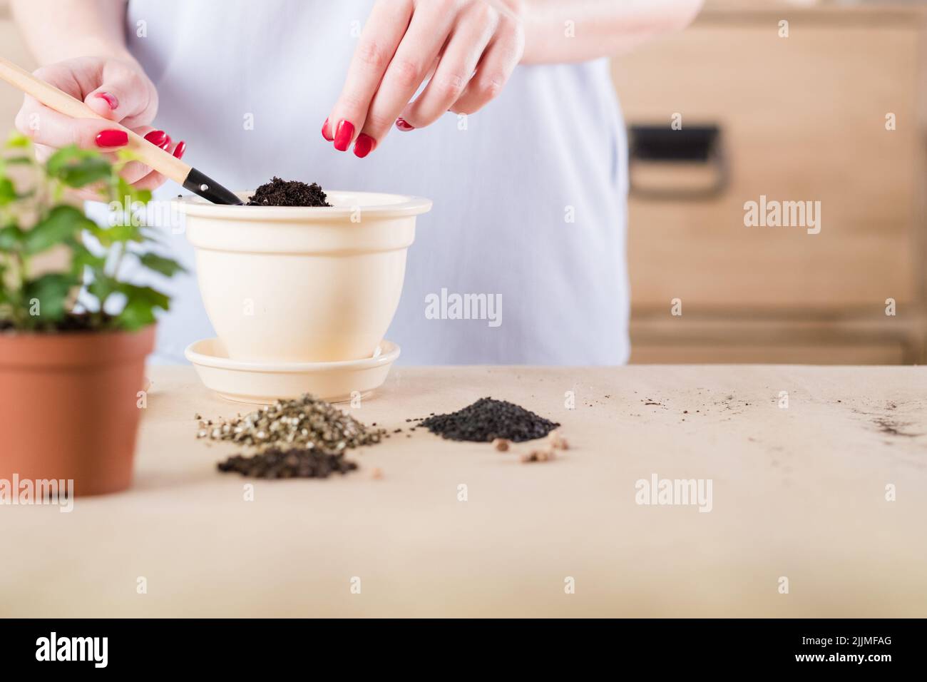 gardening hobby seed germination woman planting Stock Photo - Alamy