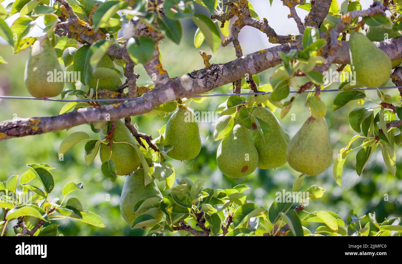 Close-up of Freshly Ripening Pears ( A Heritage Pear Cultivar ) Dr ...