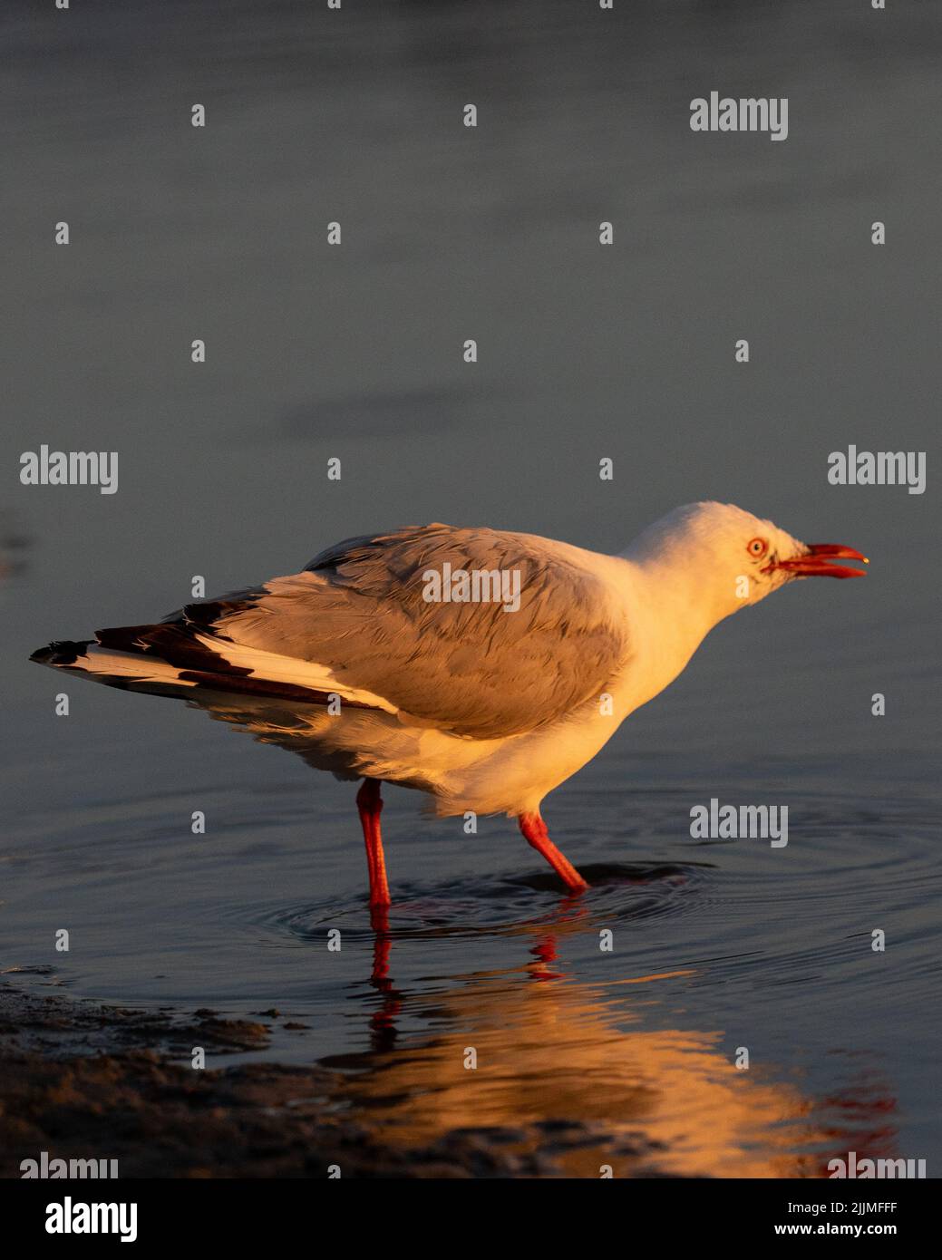 The red-billed gull once known as the mackerel gull, New Zealand Stock ...