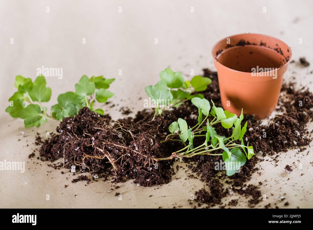 seedling germination home plant gardening Stock Photo - Alamy