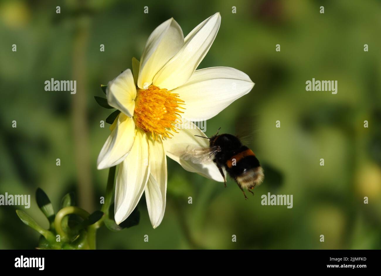 Flowers Dahlia Minion - Dahlia Pinnata close-up very delicate and ...