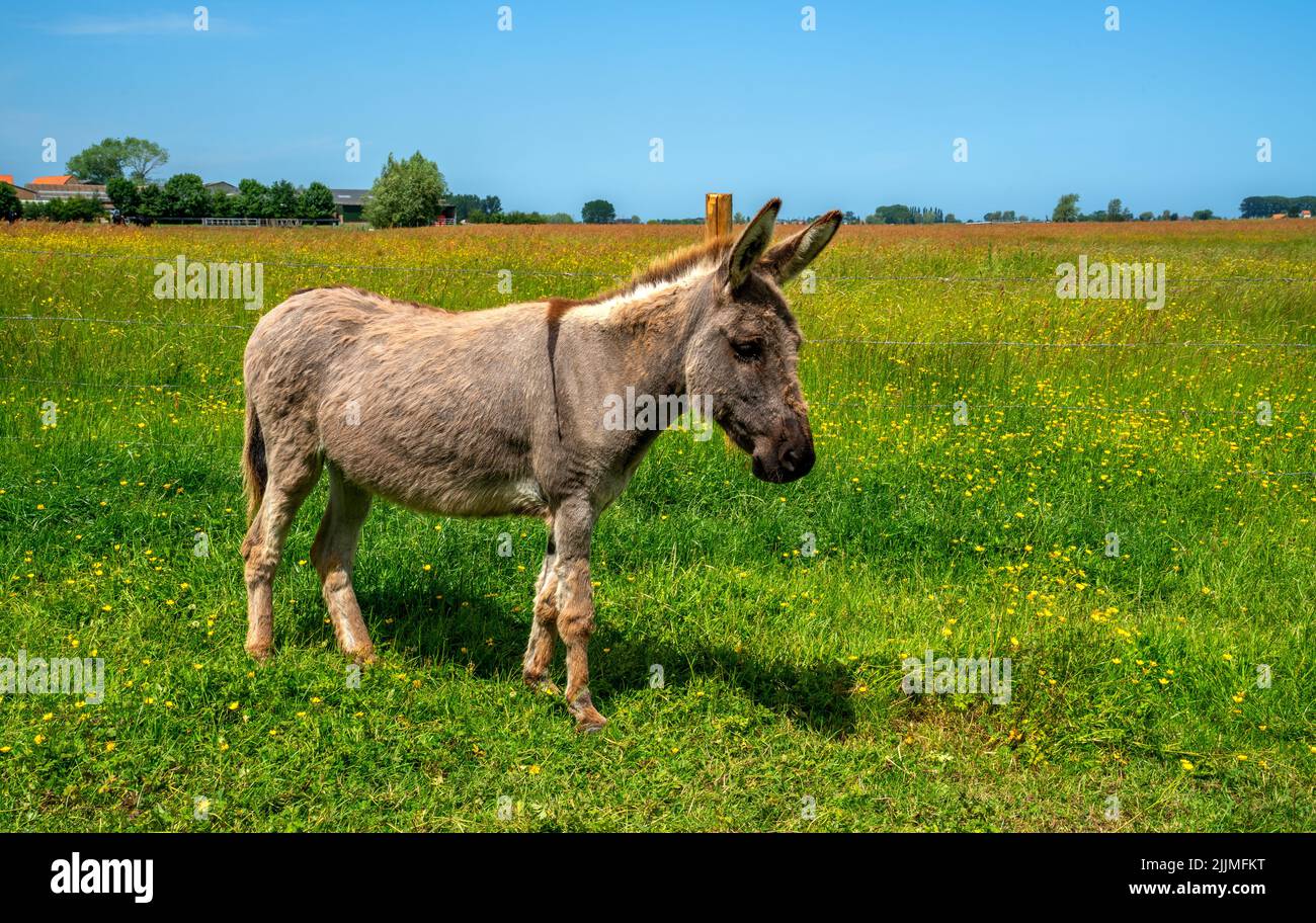 Close up portrait of a grey donkey Stock Photo - Alamy
