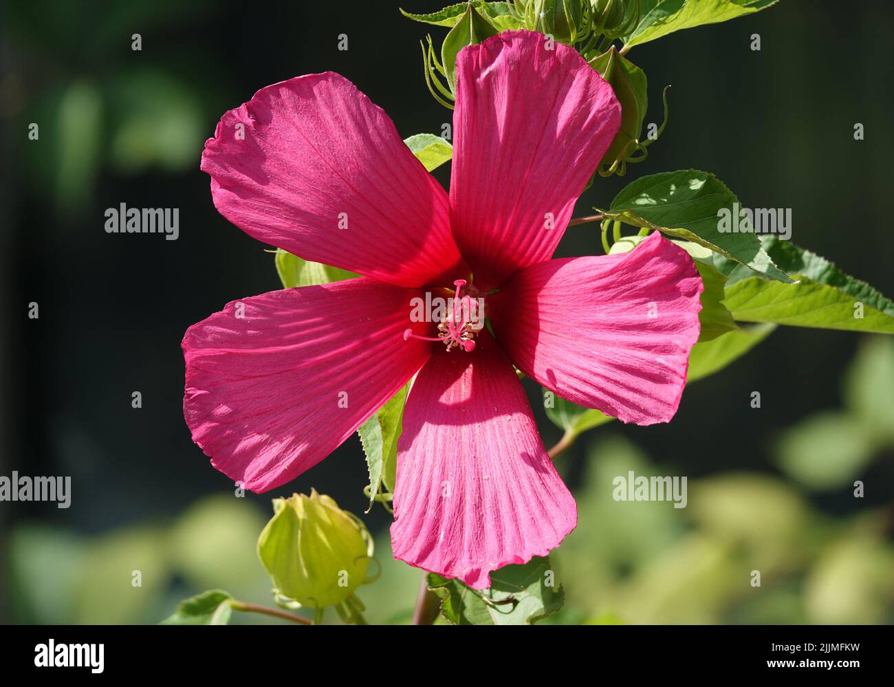 Hibiscus of the marsh hi-res stock photography and images - Alamy