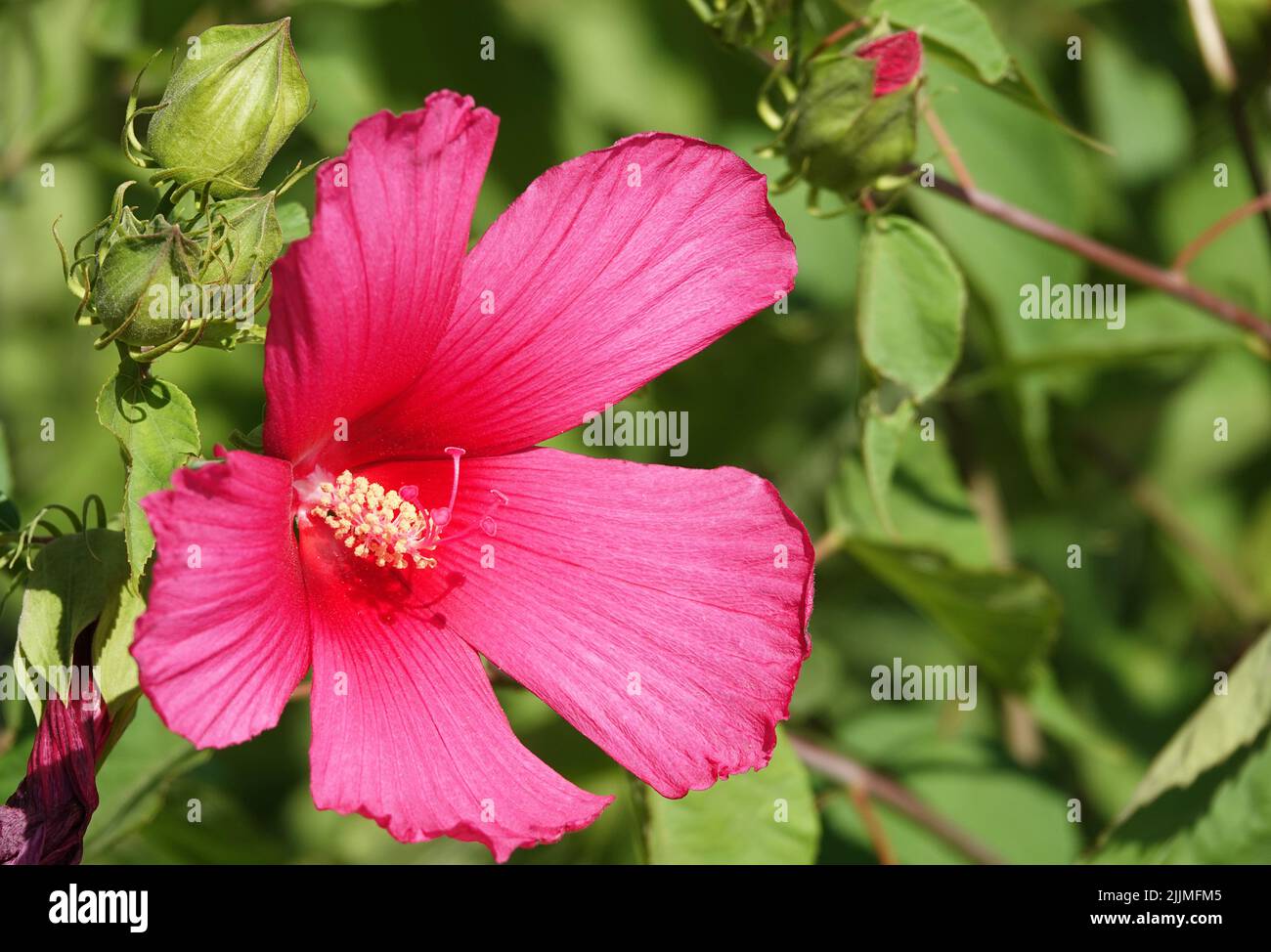 Hibiscus of the marsh hi-res stock photography and images - Alamy