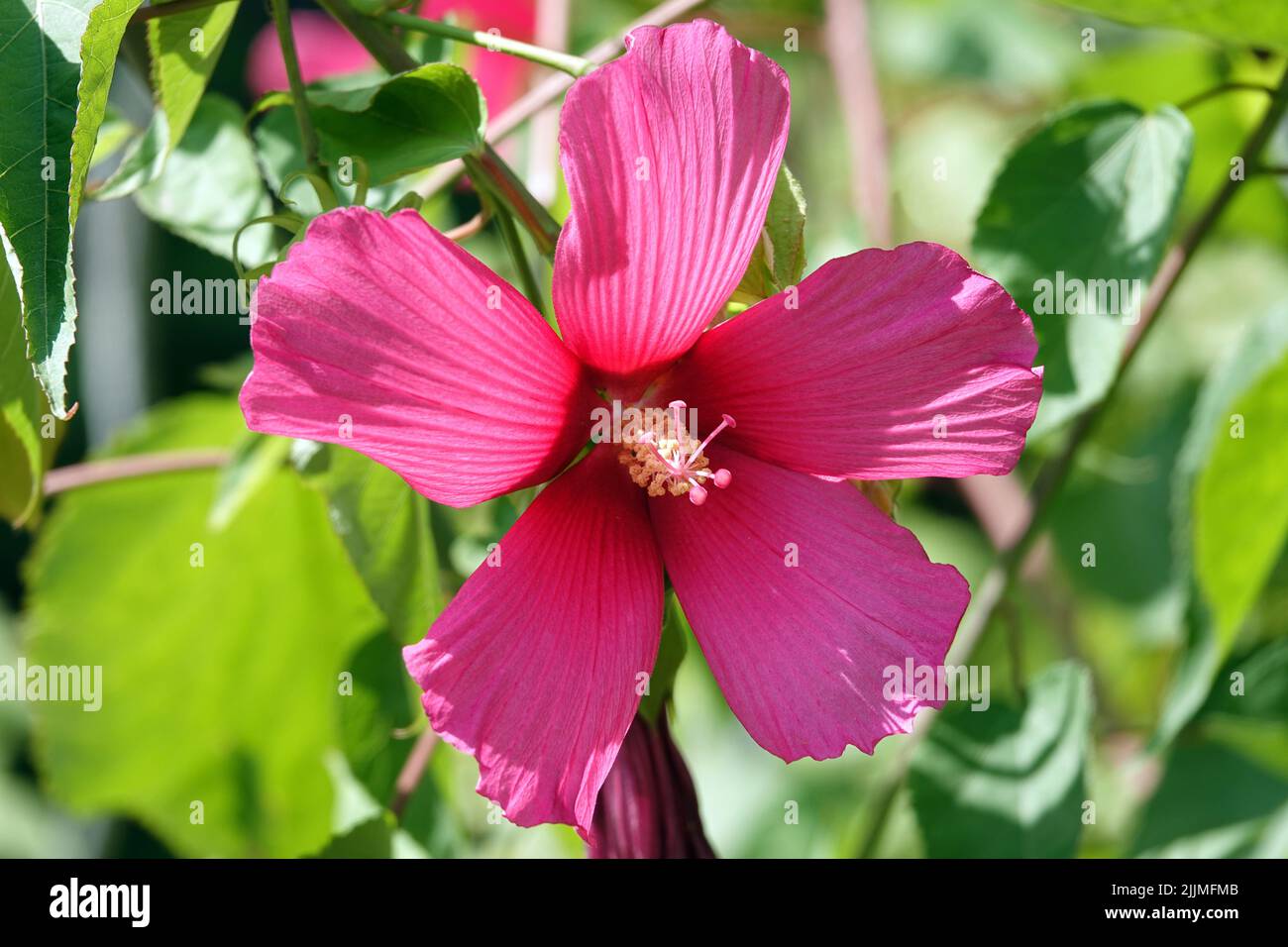 Hibiscus of the marsh hi-res stock photography and images - Alamy