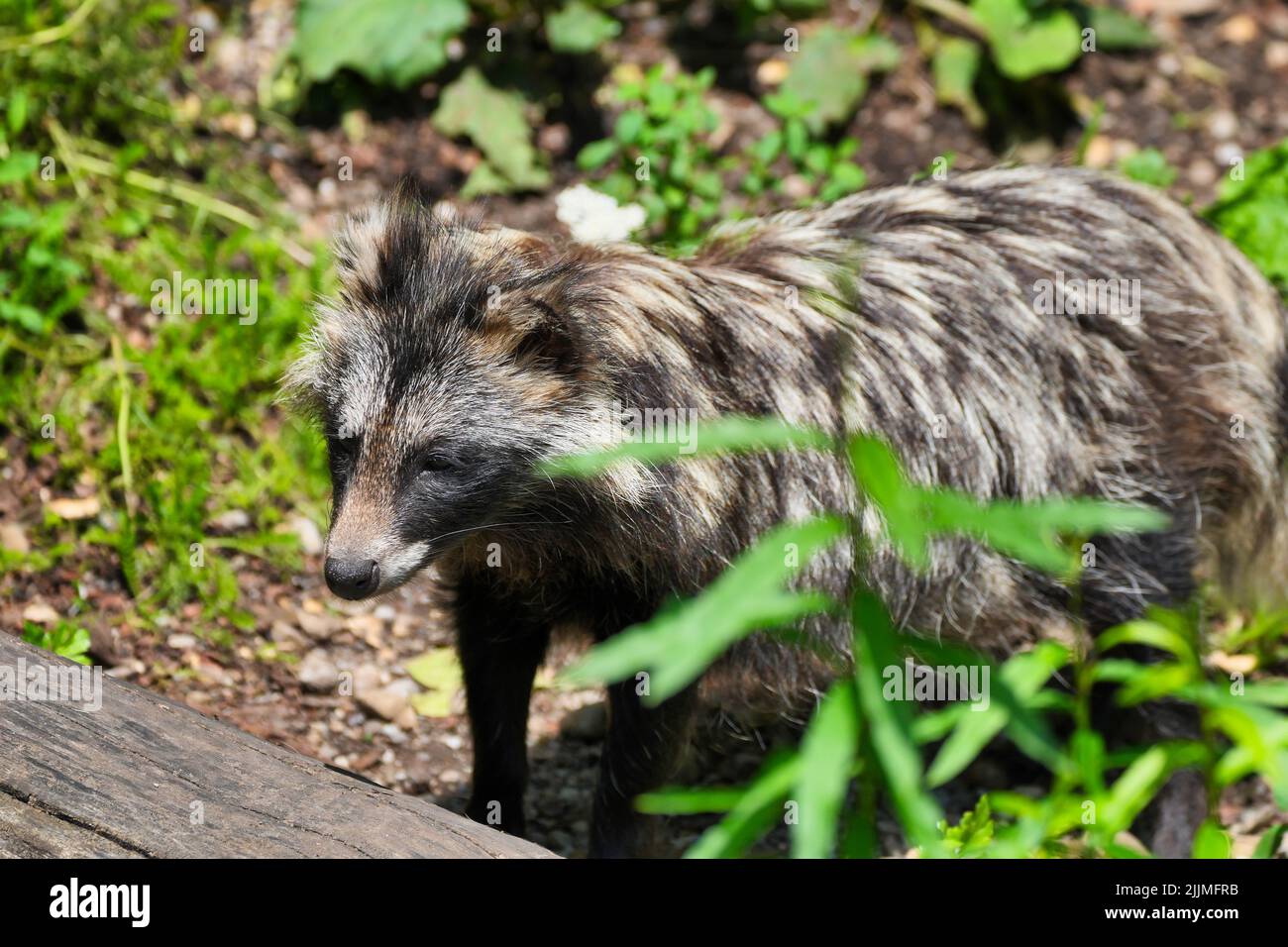 Tanuki raccoon dog hi-res stock photography and images - Alamy