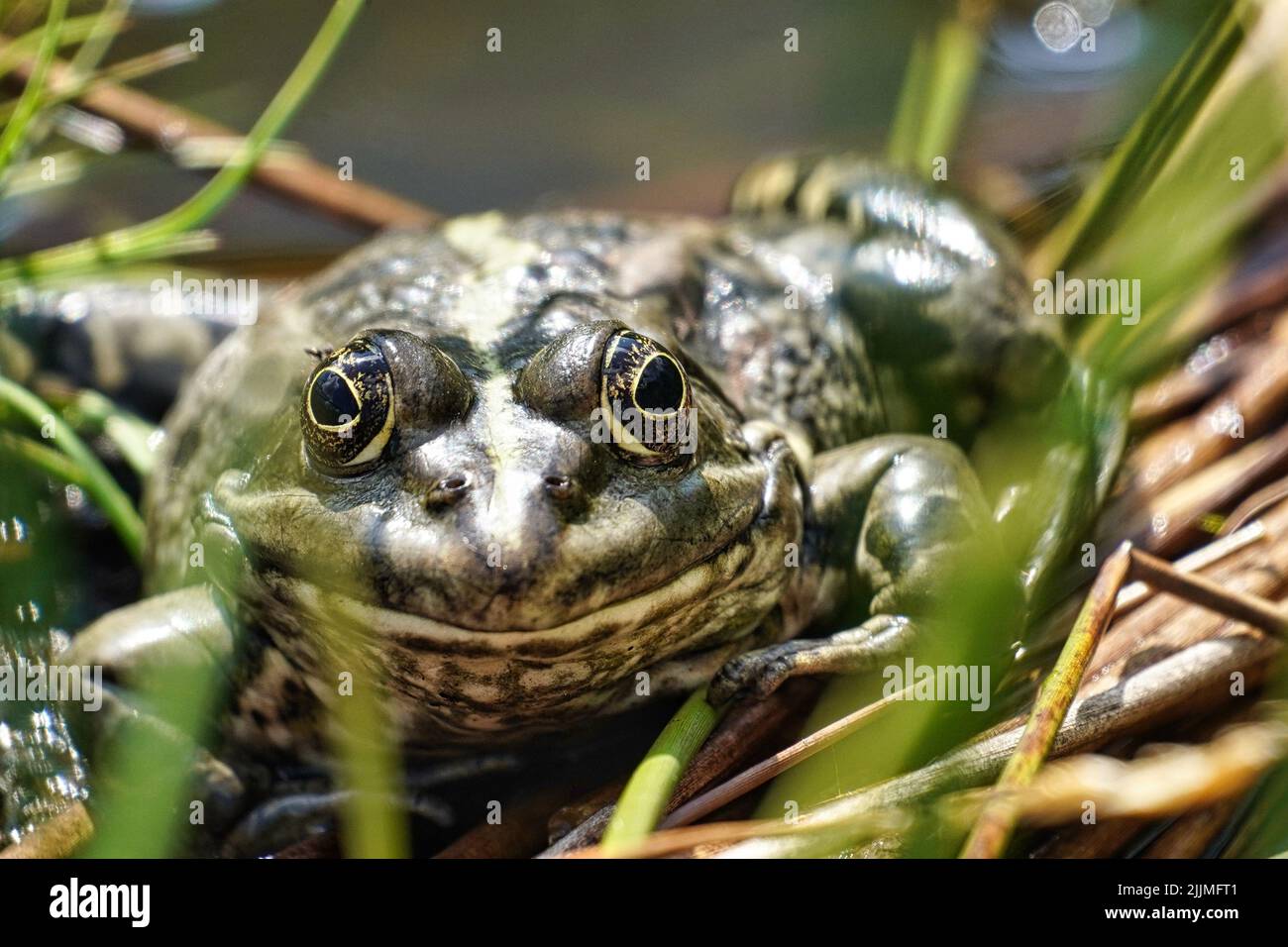 Frog during the day hi-res stock photography and images - Alamy