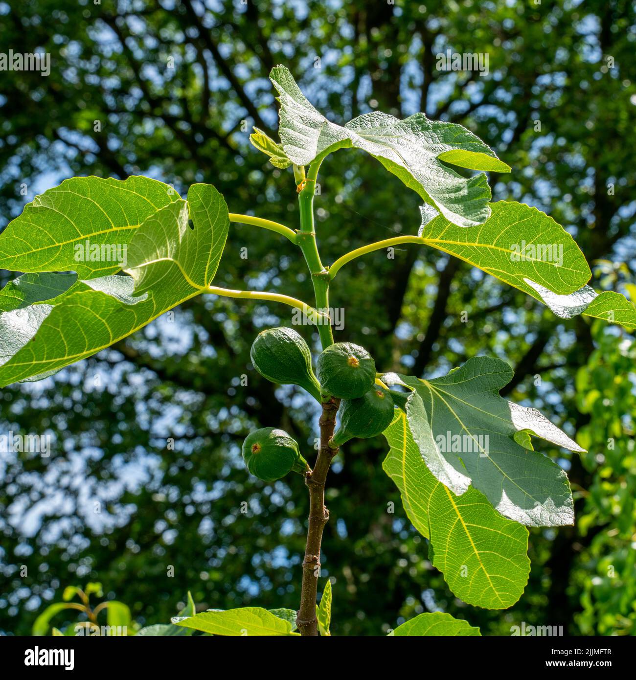 Fig tree silhouette hi-res stock photography and images - Alamy