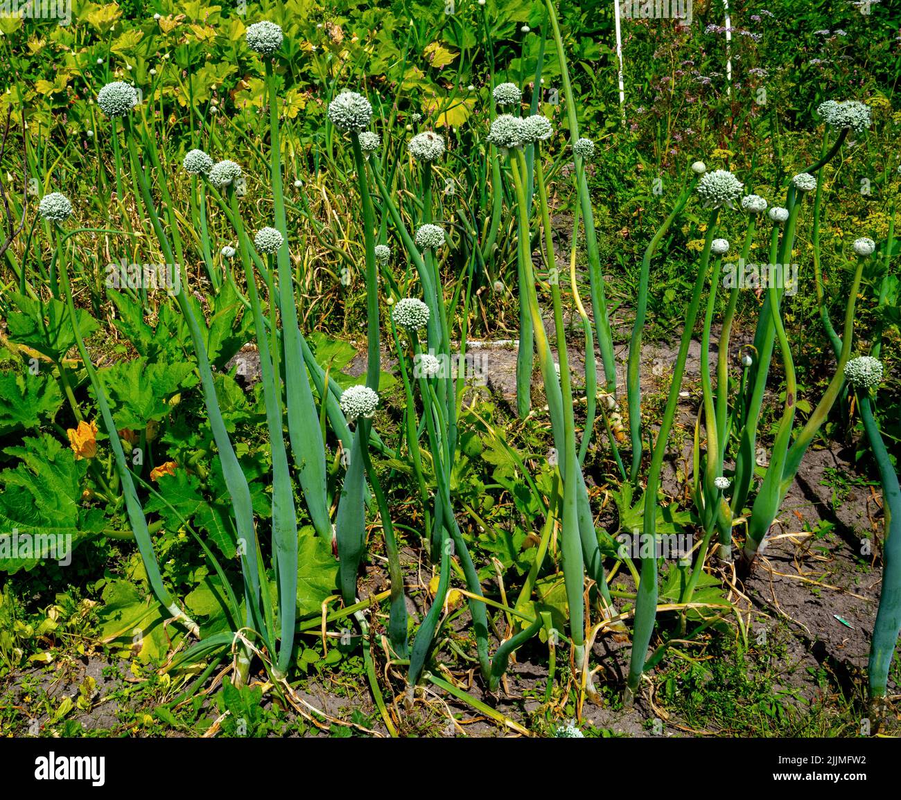 Garden with flowering onions (Allium Giganteum Stock Photo - Alamy
