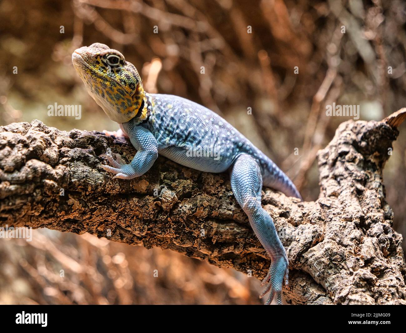 A closeup shot of a collared desert iguana on a dried tree against a ...