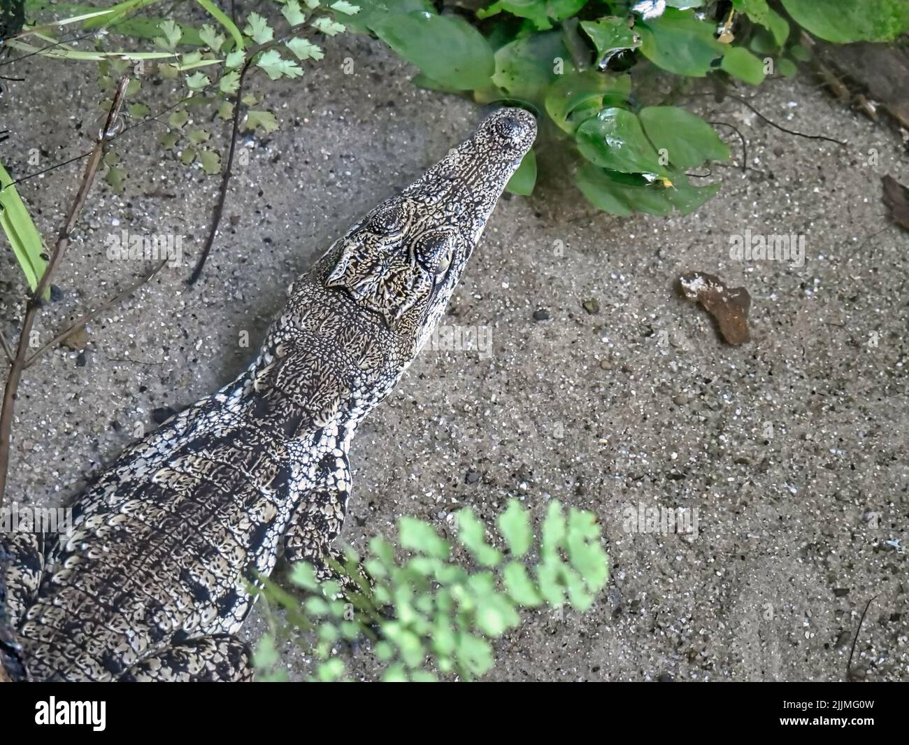 Tail crocodile hi-res stock photography and images - Alamy