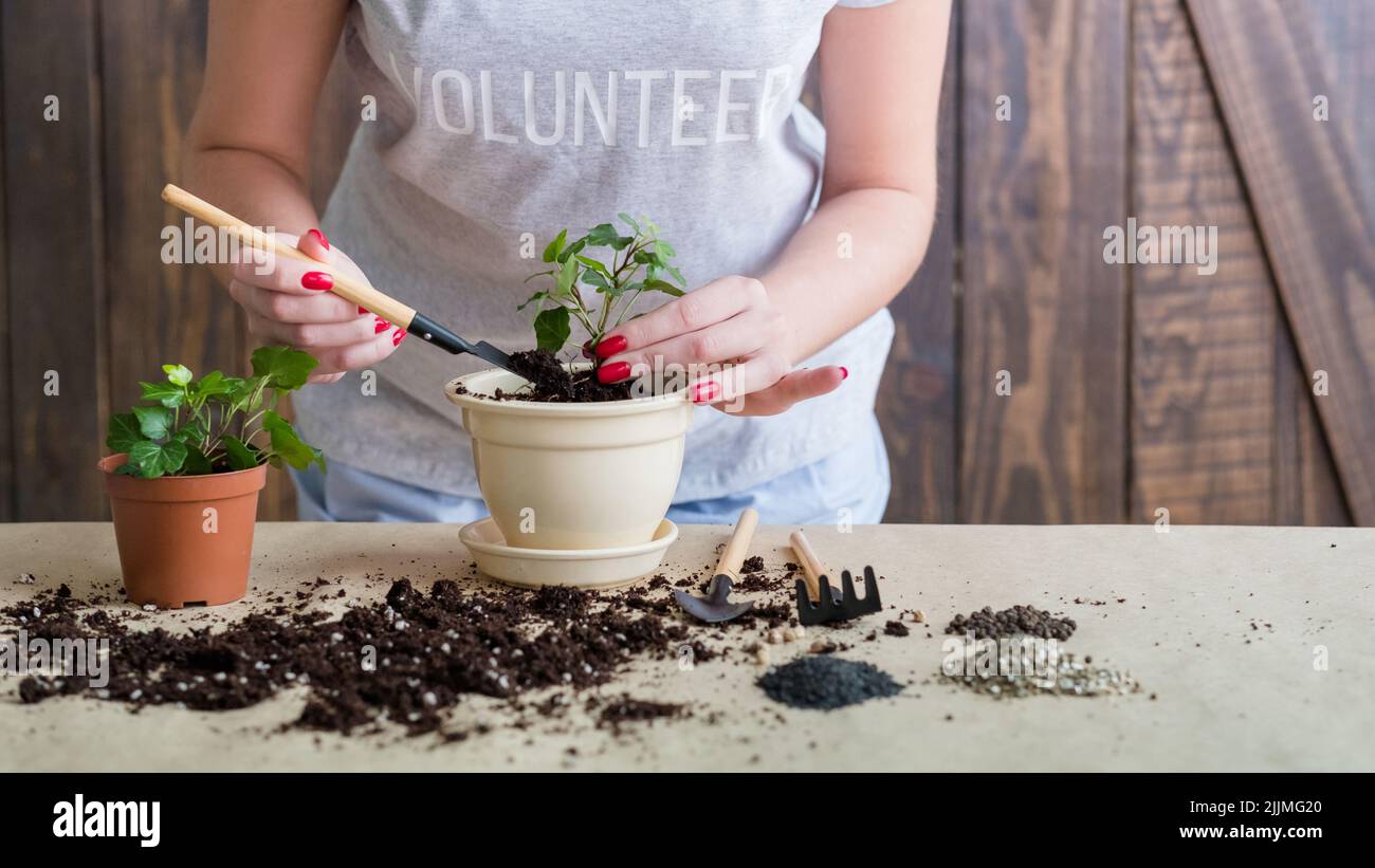 vegetative reproduction new plant propagation Stock Photo - Alamy