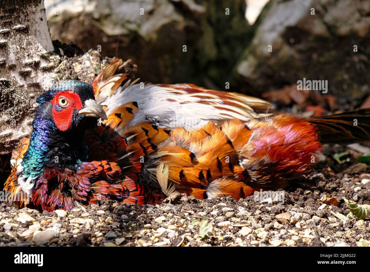 Chinese motley pheasant hi-res stock photography and images - Alamy