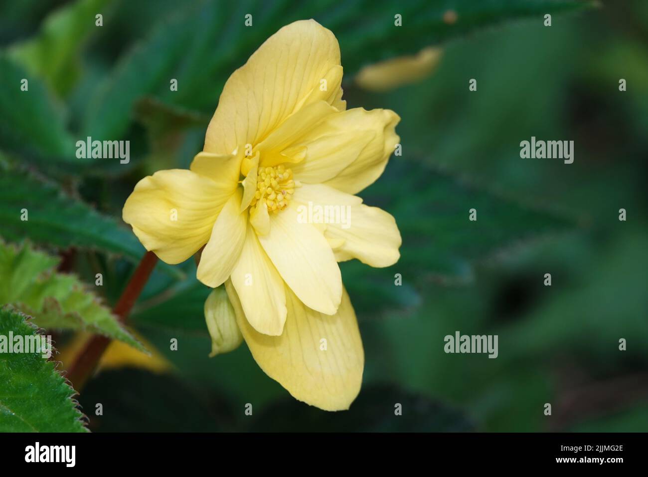 Begonia in spring blooms with very delicate yellow flowers Stock Photo ...