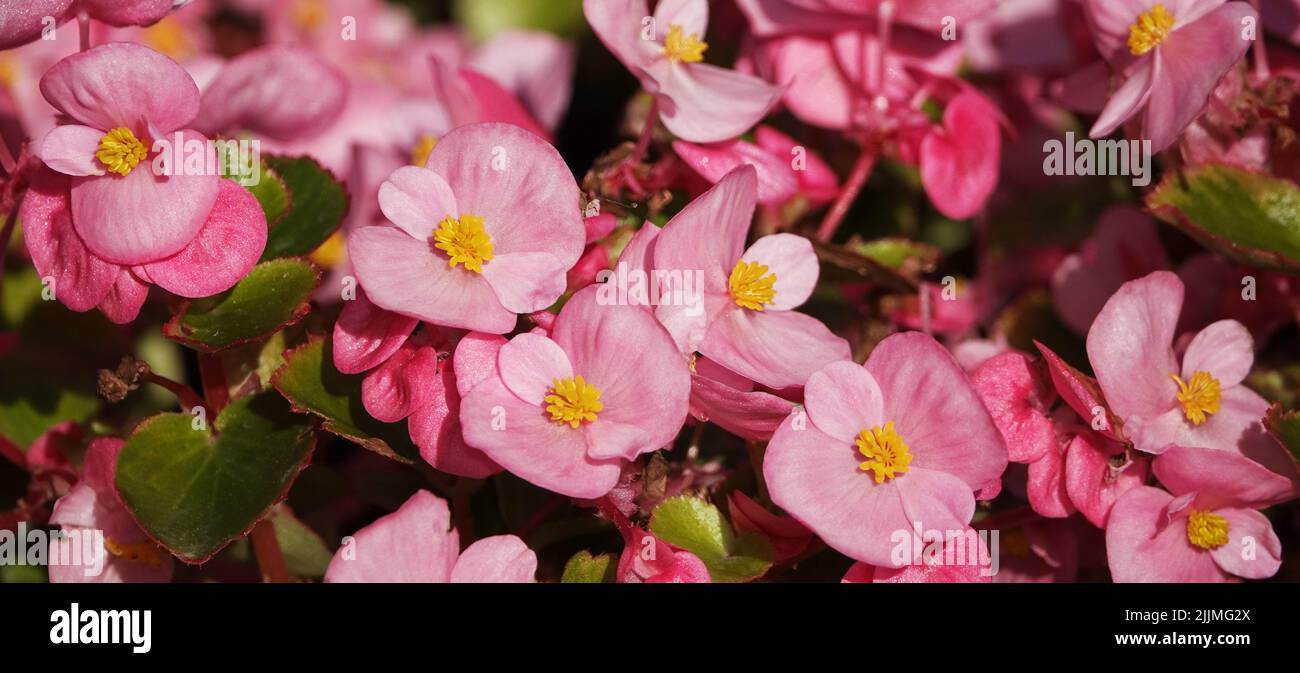 Begonia olympia red hi-res stock photography and images - Alamy