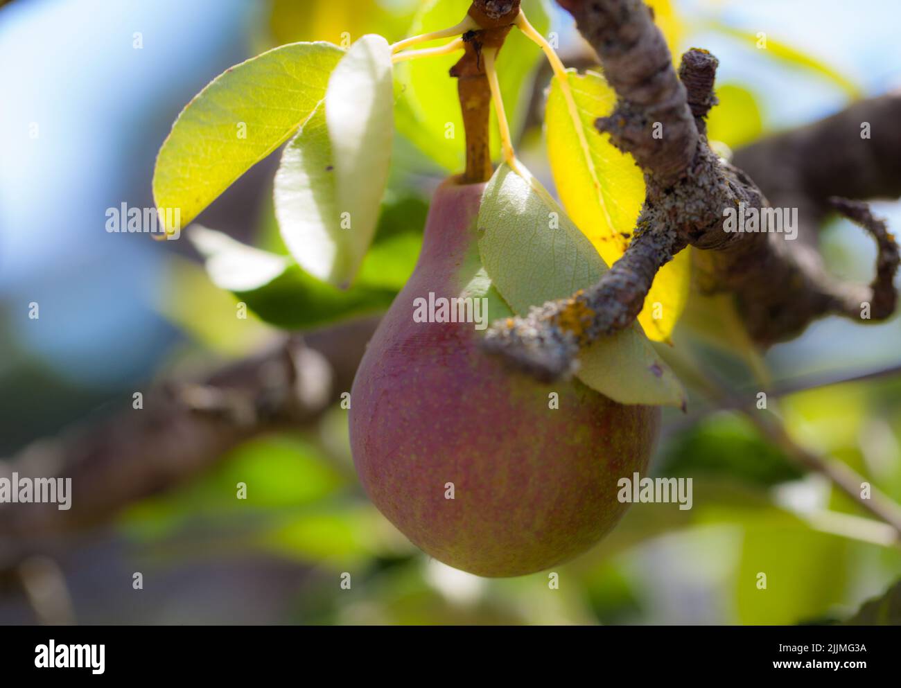 Heritage Pears ripening on a fruit tree in a British Summer orchard ...