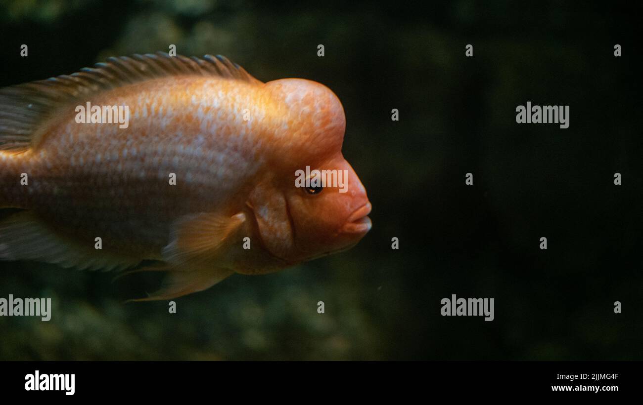 Fish swimming underwater hi-res stock photography and images - Alamy