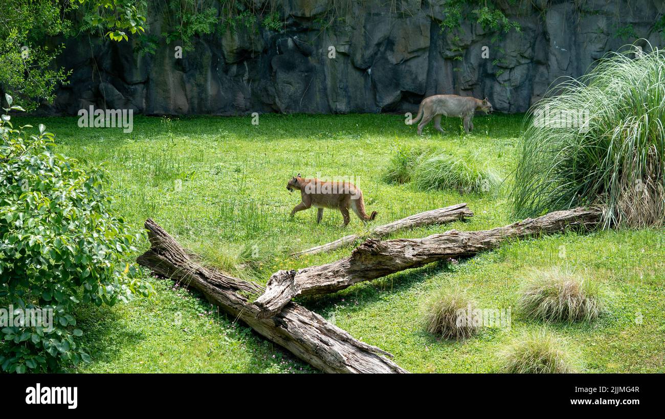 Panther animal head hi-res stock photography and images - Alamy