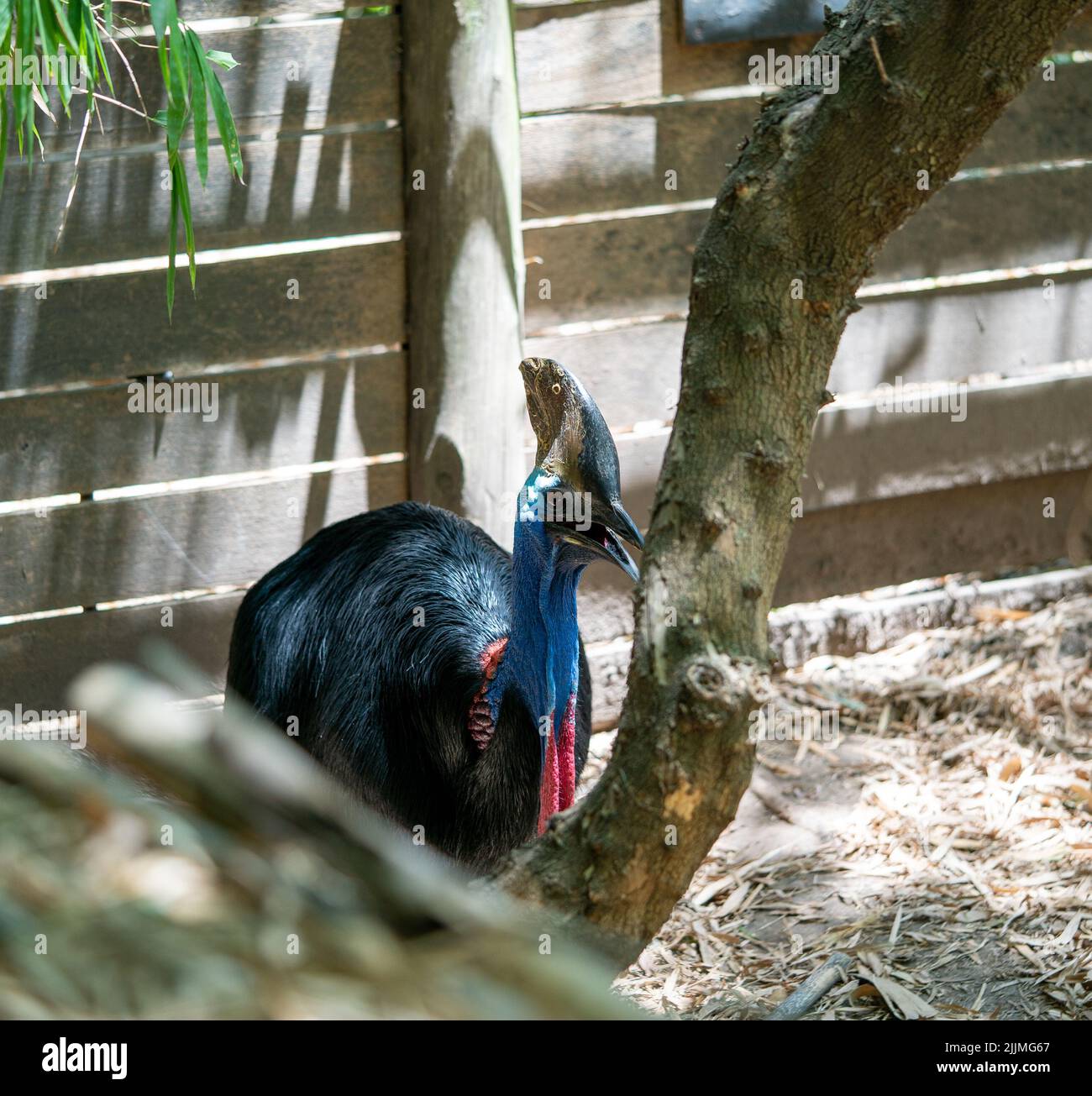 Bird cassowary hi-res stock photography and images - Alamy
