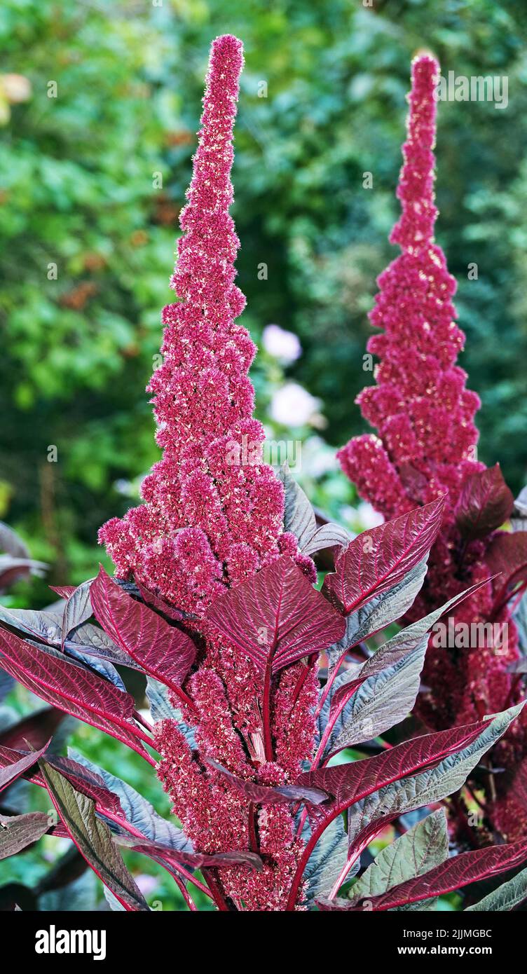 Close-up Amaranth flowers are very delicate and beautiful Stock Photo ...