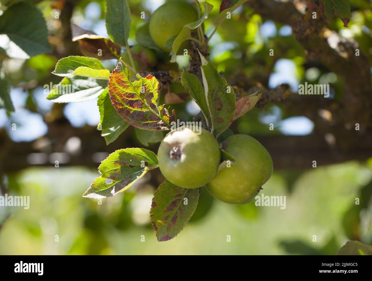 Fresh Growing British Heritage Apple variety ' Lamb Abbey Pearmain ...