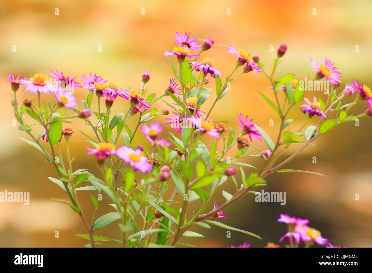 Autumn colours flowers hi-res stock photography and images - Alamy