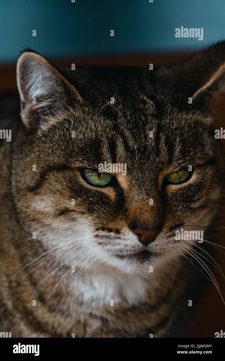closeup photo of cat looking at the camera Stock Photo - Alamy