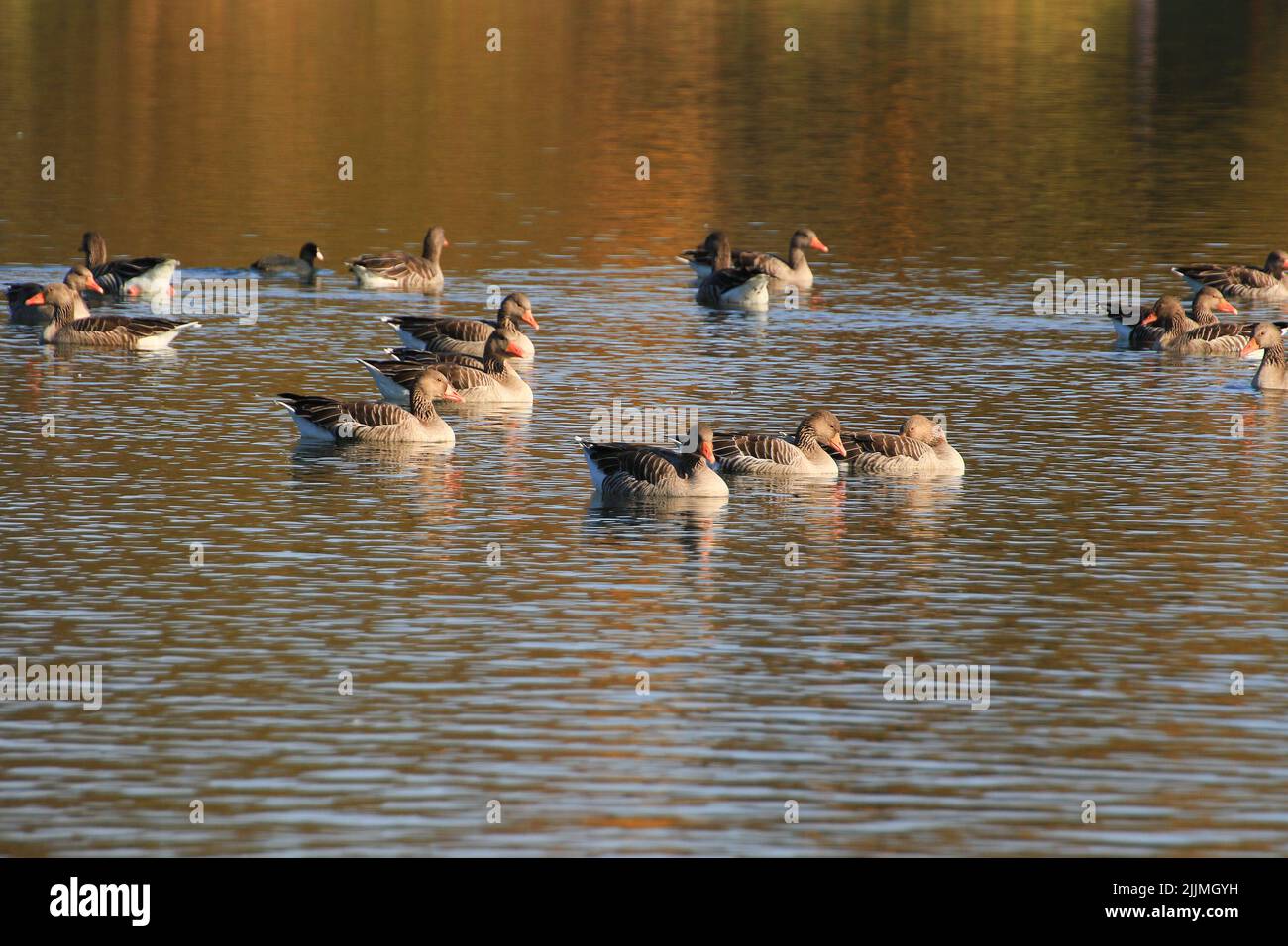 A picture of ducks on the lake near the Danube river in Germany Stock ...