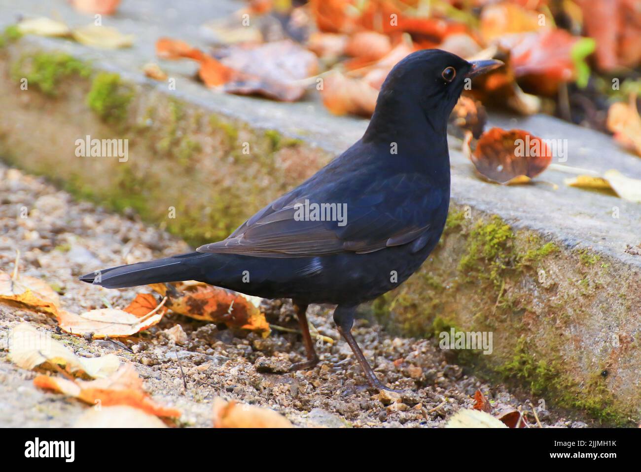 A picture of a cute Common Blackbird (Turdus merula) Eurasian Blackbird ...