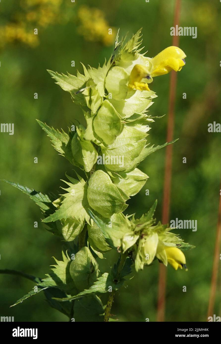 Garden yellow rattle hi-res stock photography and images - Alamy