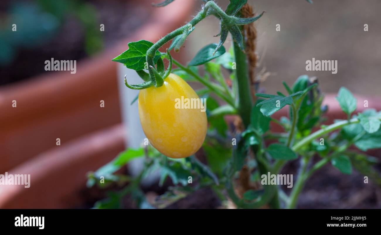 Yellow plum heirloom tomato variety growing under the summer sun in a ...