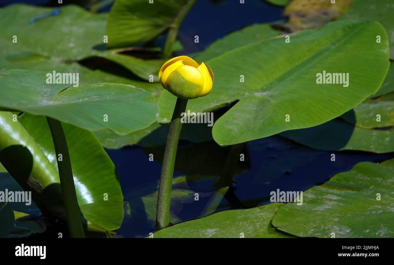 Lily flower of different colors float on the water Stock Photo - Alamy