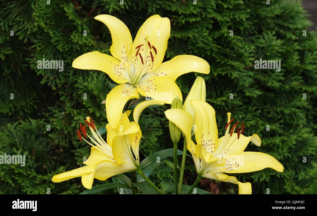 Lily flower of different colors Stock Photo - Alamy