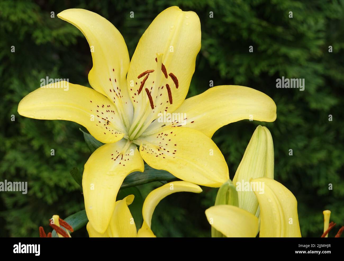 Lily flower of different colors Stock Photo - Alamy