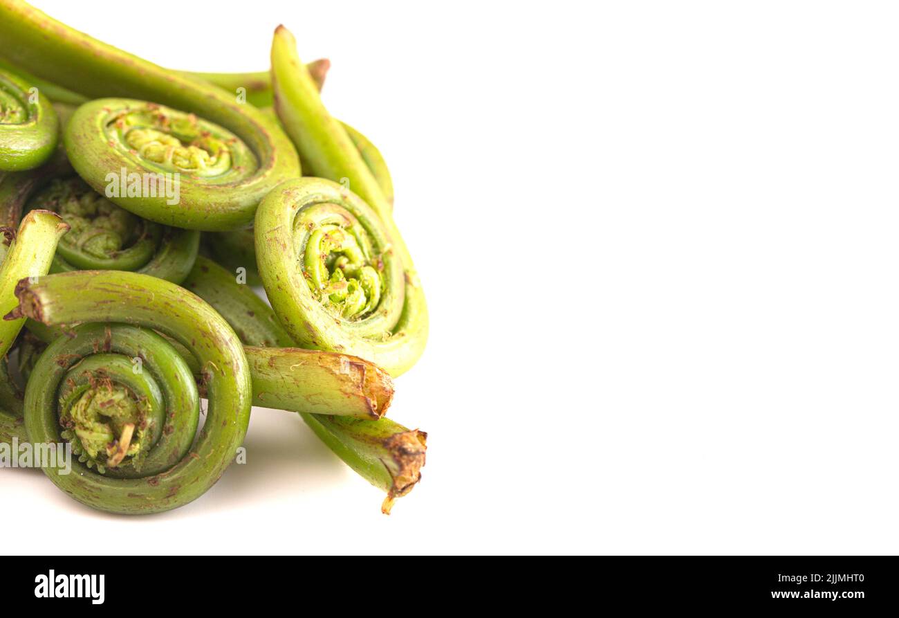 Fiddlehead or Ostrich Fern on a White Background Stock Photo - Alamy