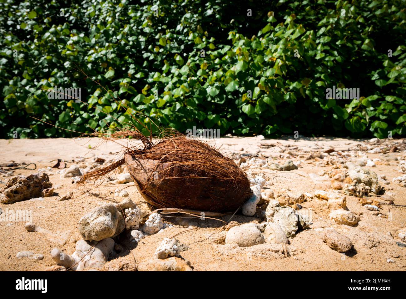 A coconut husk on a sandy beach with green bushes in the back - Oahu ...