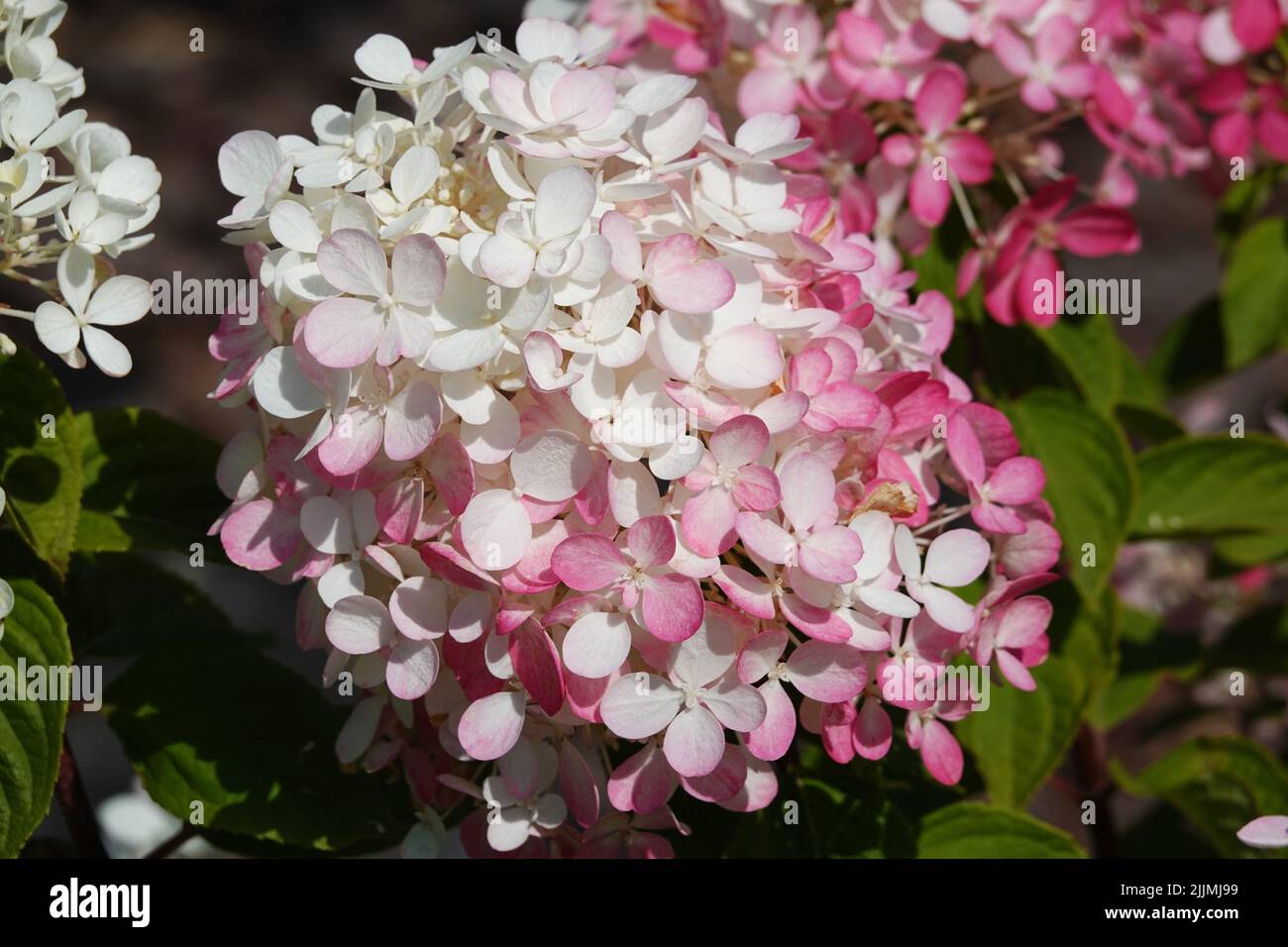 Large flowerbed beautiful hydrangea hi-res stock photography and images ...