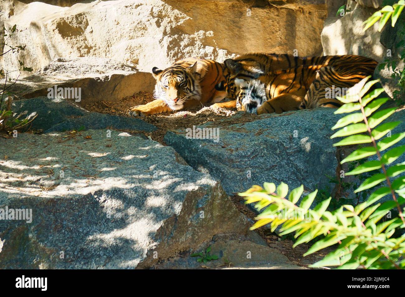Three tiger cubs lying to rest. Striped fur of the elegant predators ...
