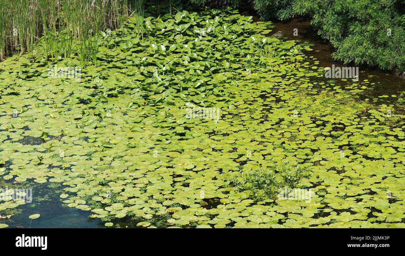 River backwater with leaves and swamp mud on the shore Stock Photo - Alamy