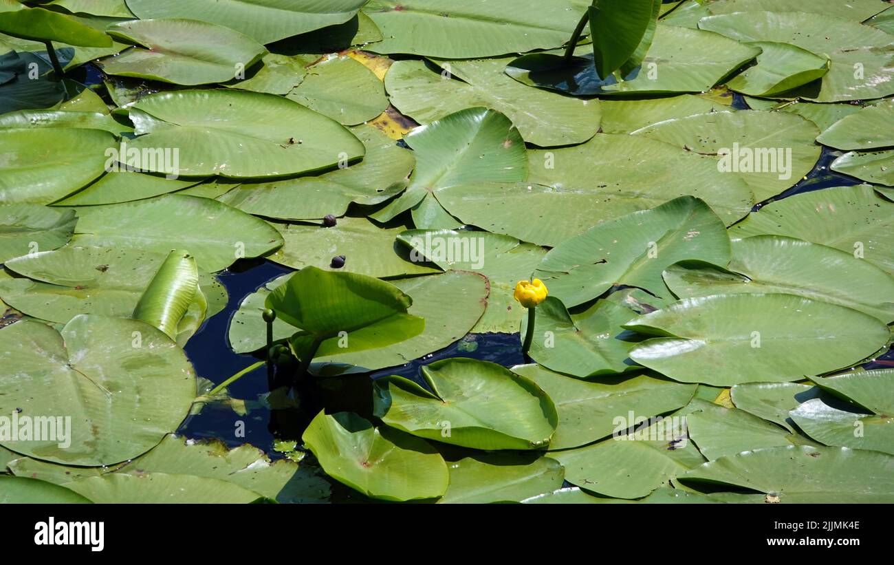 River backwater with leaves and swamp mud on the shore Stock Photo - Alamy