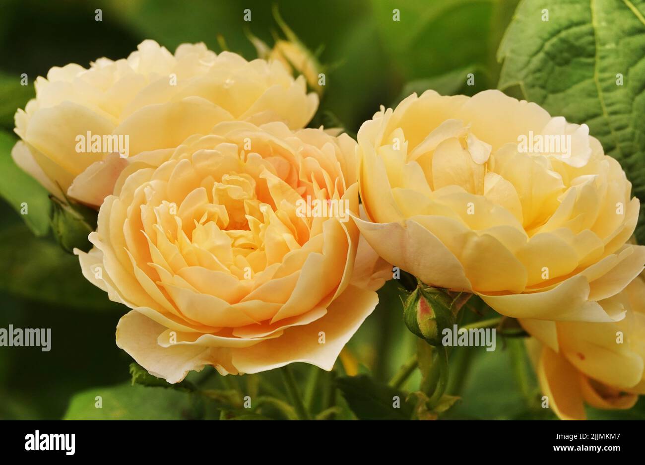 Rose flower of different varieties and species close-up Stock Photo - Alamy