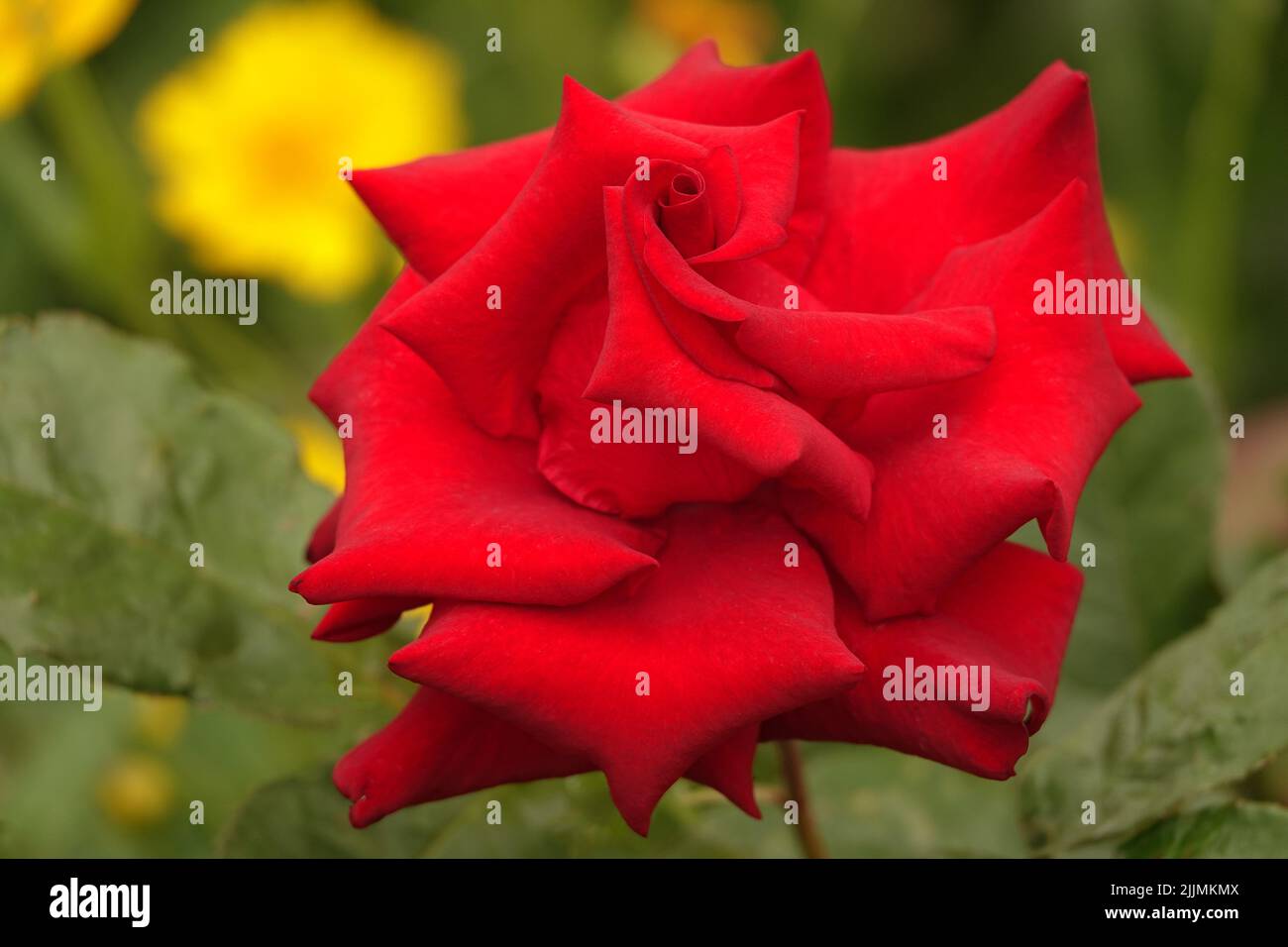 Rose flower of different varieties and species close-up Stock Photo - Alamy