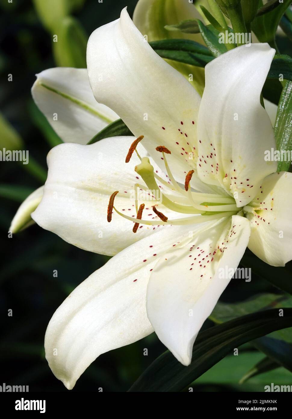 Flower Lily ordinary of different colors Stock Photo - Alamy