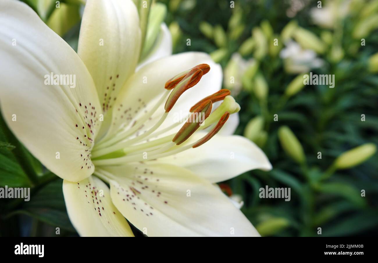 Flower Lily ordinary of different colors Stock Photo - Alamy