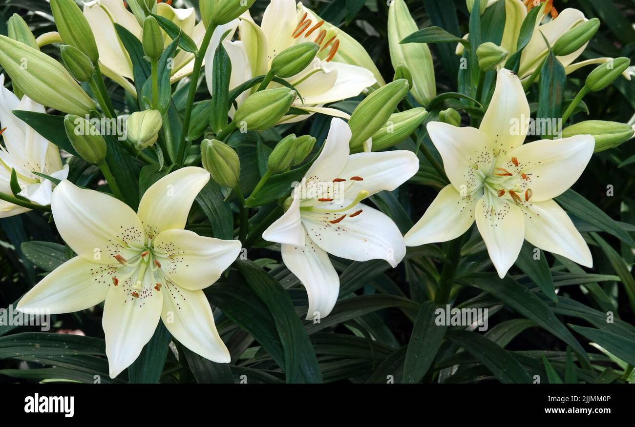 Flower Lily ordinary of different colors Stock Photo - Alamy
