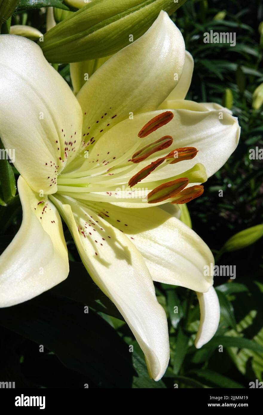 Flower Lily ordinary of different colors Stock Photo - Alamy