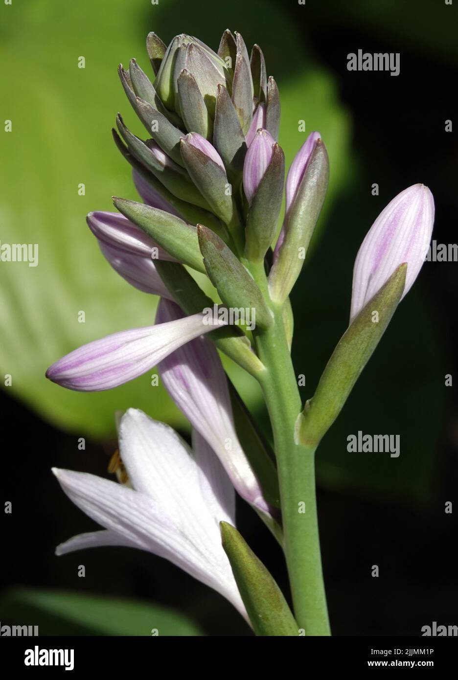 Flower Lily ordinary of different colors Stock Photo - Alamy