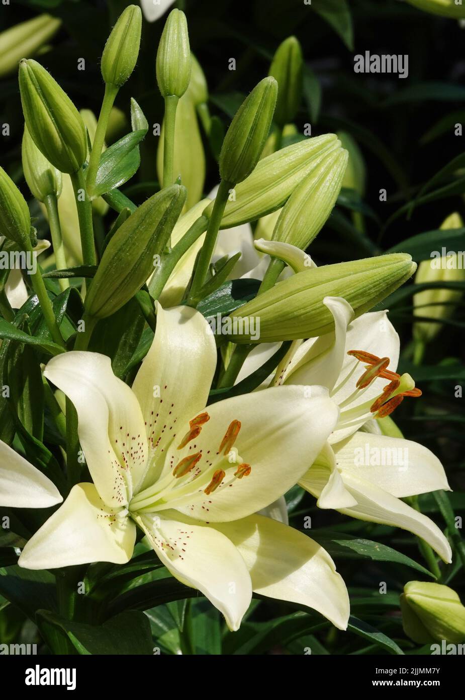 Flower Lily ordinary of different colors Stock Photo - Alamy