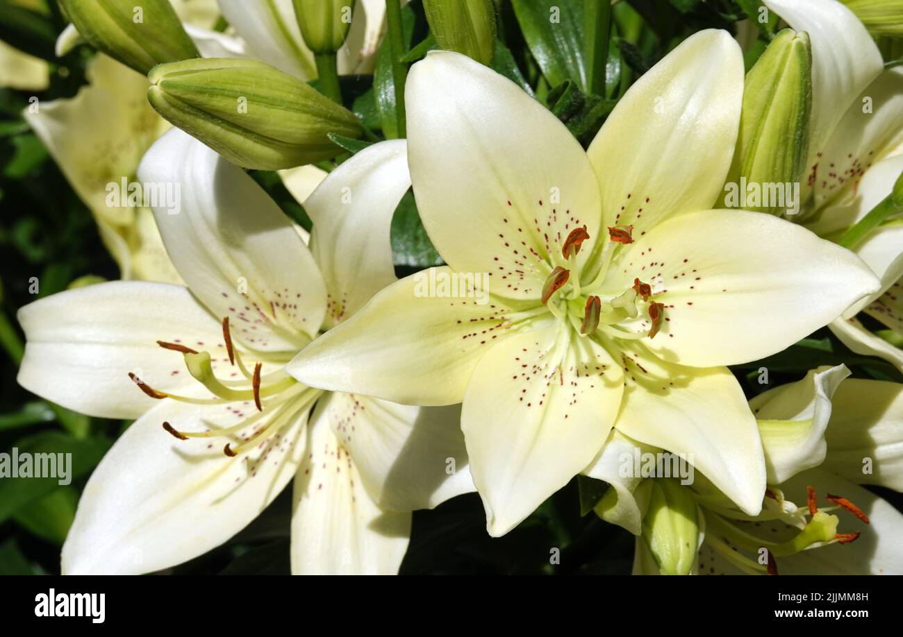 Flower Lily ordinary of different colors Stock Photo - Alamy